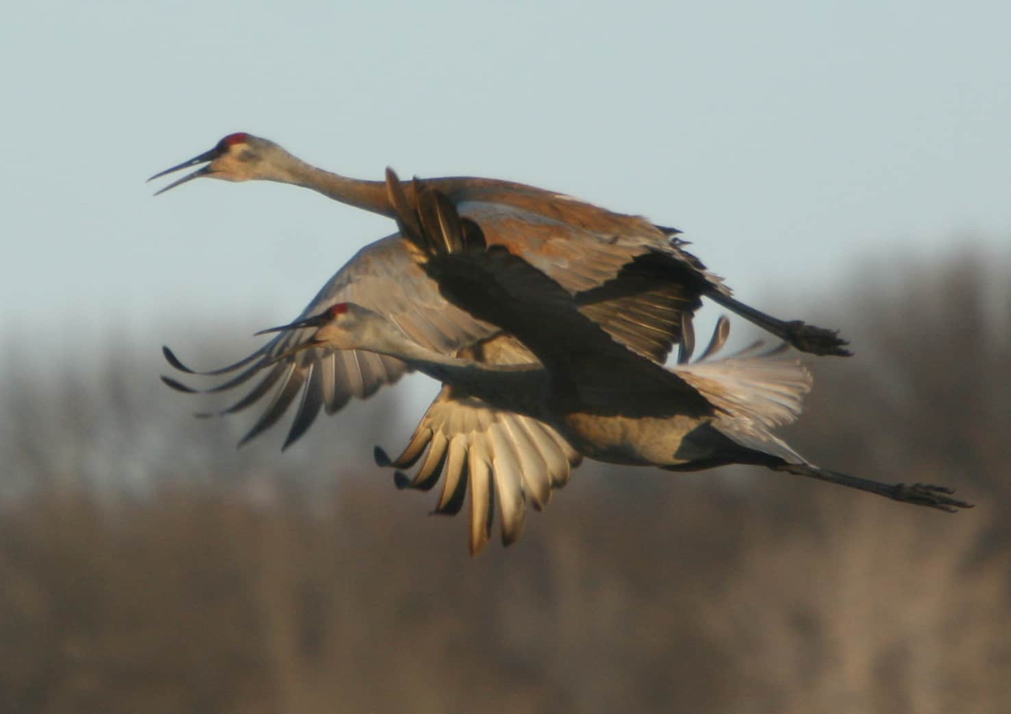 10 Highlight Birds in Kentucky – BWD magazine