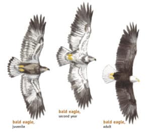 How to Identify Bald Eagles, Young and Old – BWD Magazine
