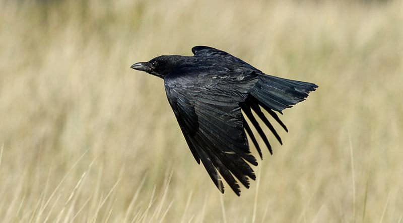 10 Highlight Birds in Kentucky – BWD magazine