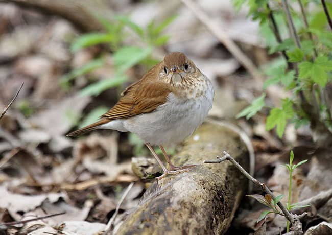 10 Highlight Birds in Virginia – BWD magazine