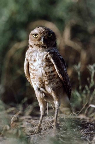Tracking Burrowing Owls – BWD magazine