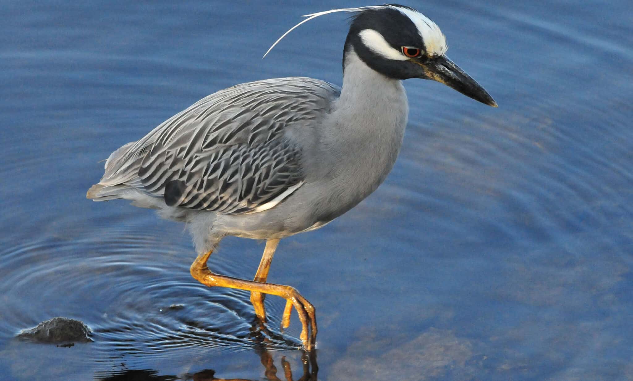 10 Highlight Birds in Louisiana – BWD magazine