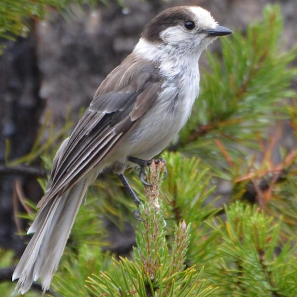 Birding with Altitude: A Fresh Perspective on Climbing Colorado’s ...