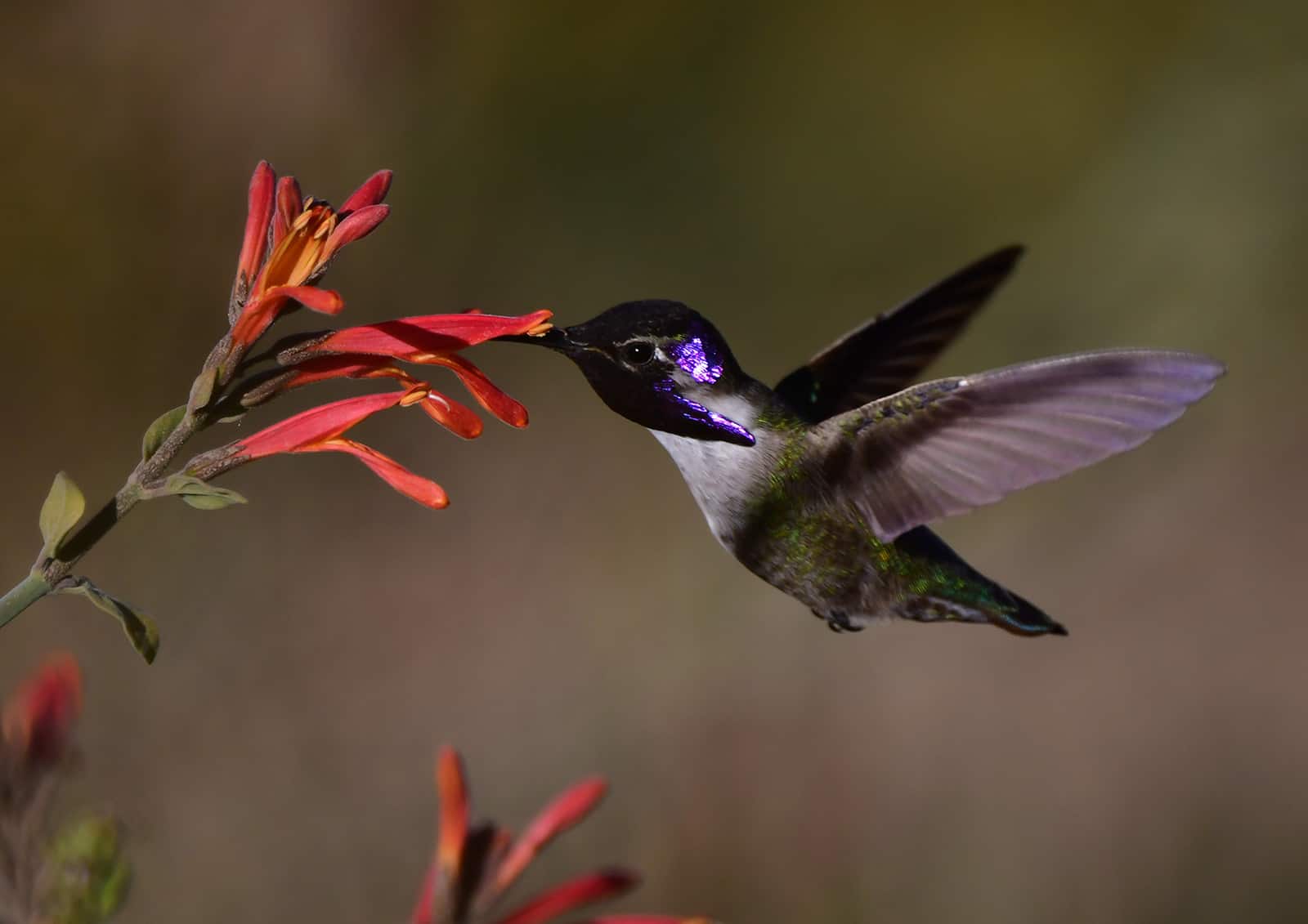 Utah’s Lytle Ranch Preserve – BWD magazine