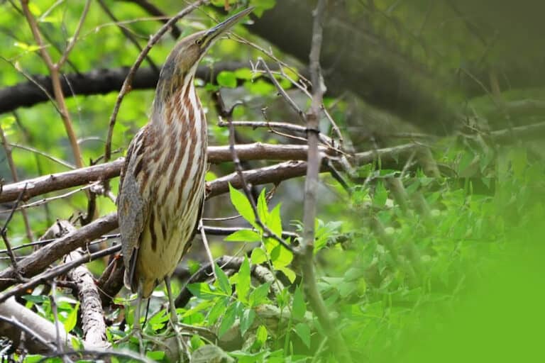 Tips for Birders – BWD magazine