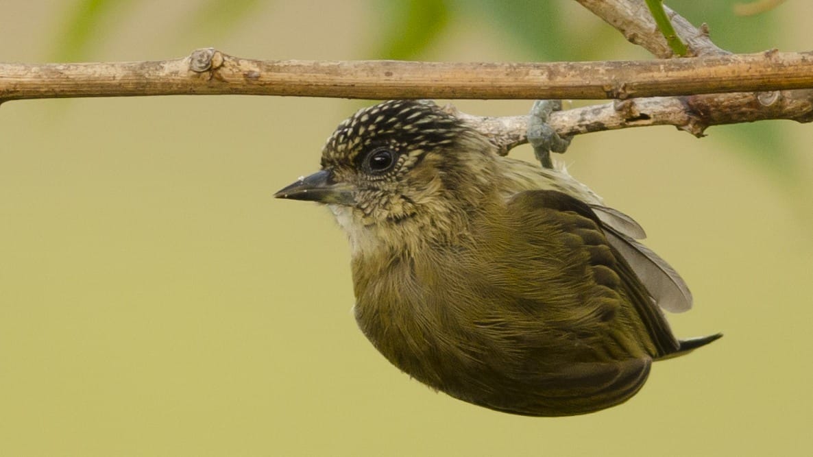 Birding Magic: Ecuador – BWD magazine