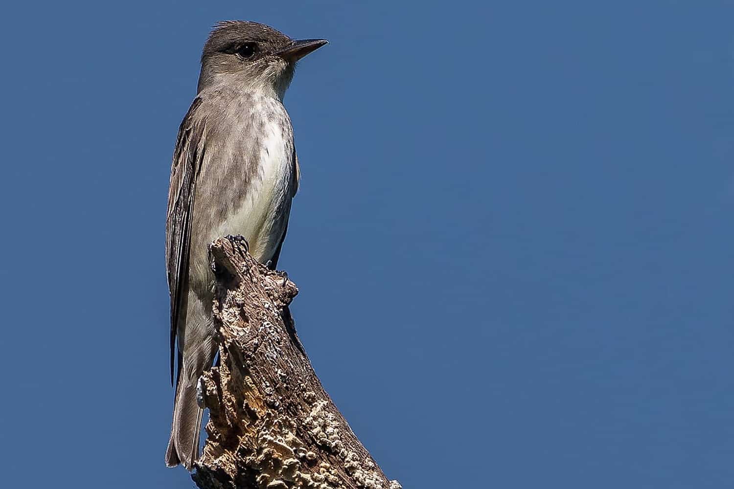 Flycatchers – BWD magazine