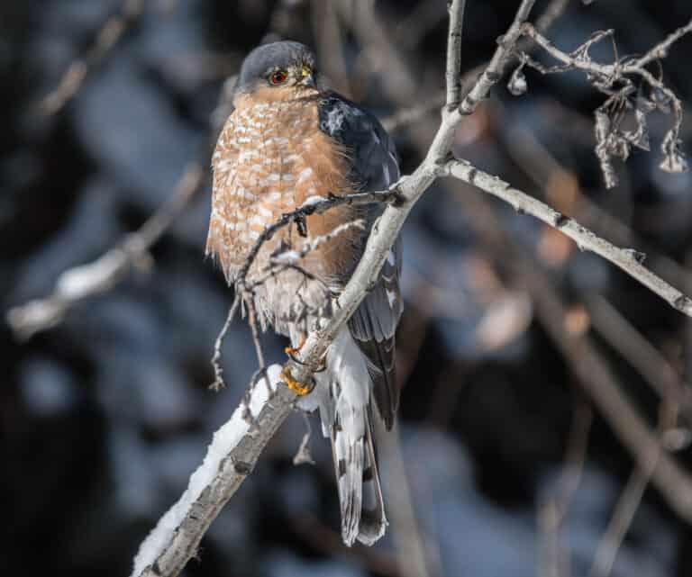 Snail Kite – BWD magazine