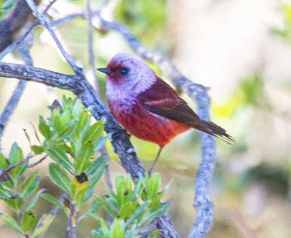 Renato-Fernandez-Ravelo-Pink-Headed-Warbler – BWD magazine