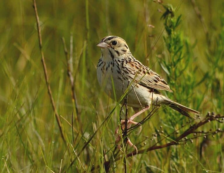 Theodore Roosevelt National Park: North Dakota’s Hidden Gem – BWD magazine