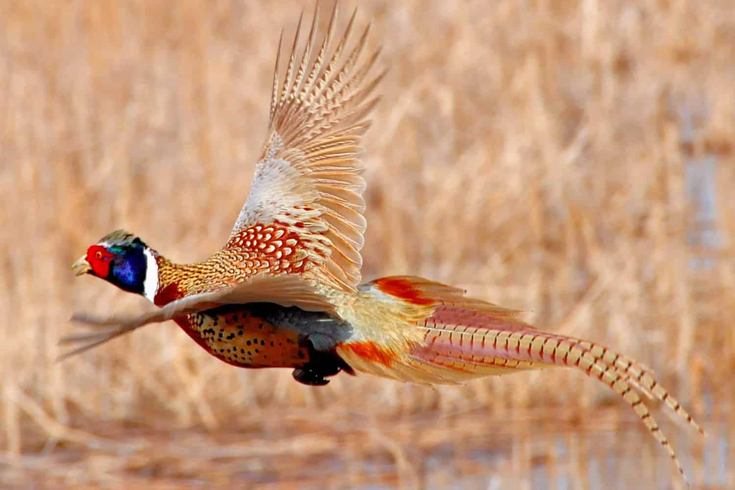 10 Highlight Birds in Kentucky – BWD magazine