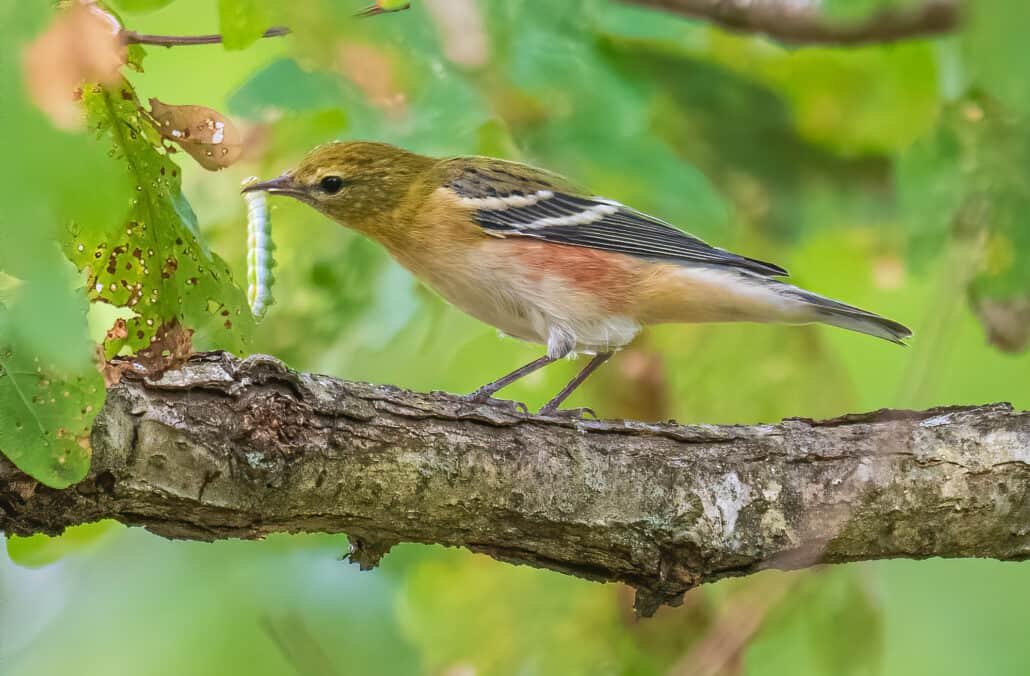 Bruce’s Birdtography: The Joys of Fall Migration – BWD magazine
