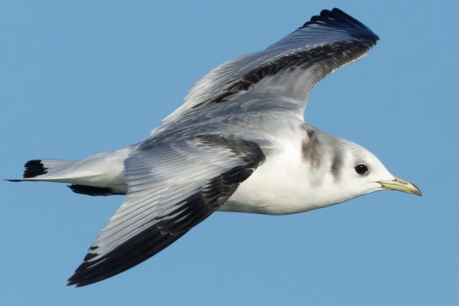 Adventures in Birding – BWD magazine