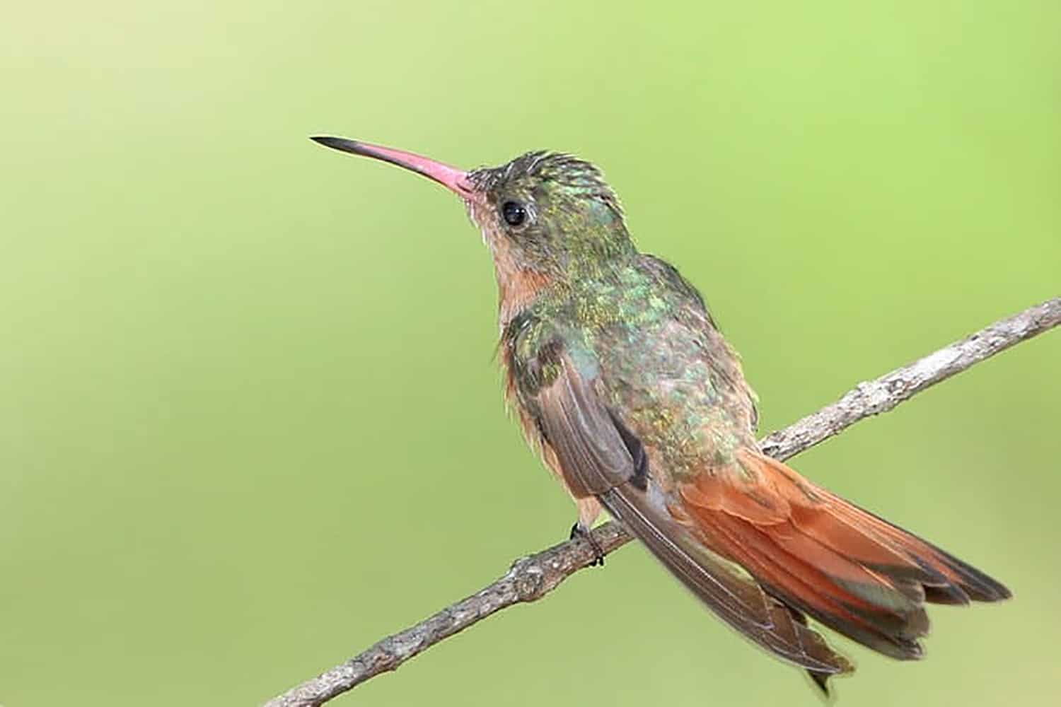 Hummingbird Migration: How Do They Know When to Go? – BWD magazine