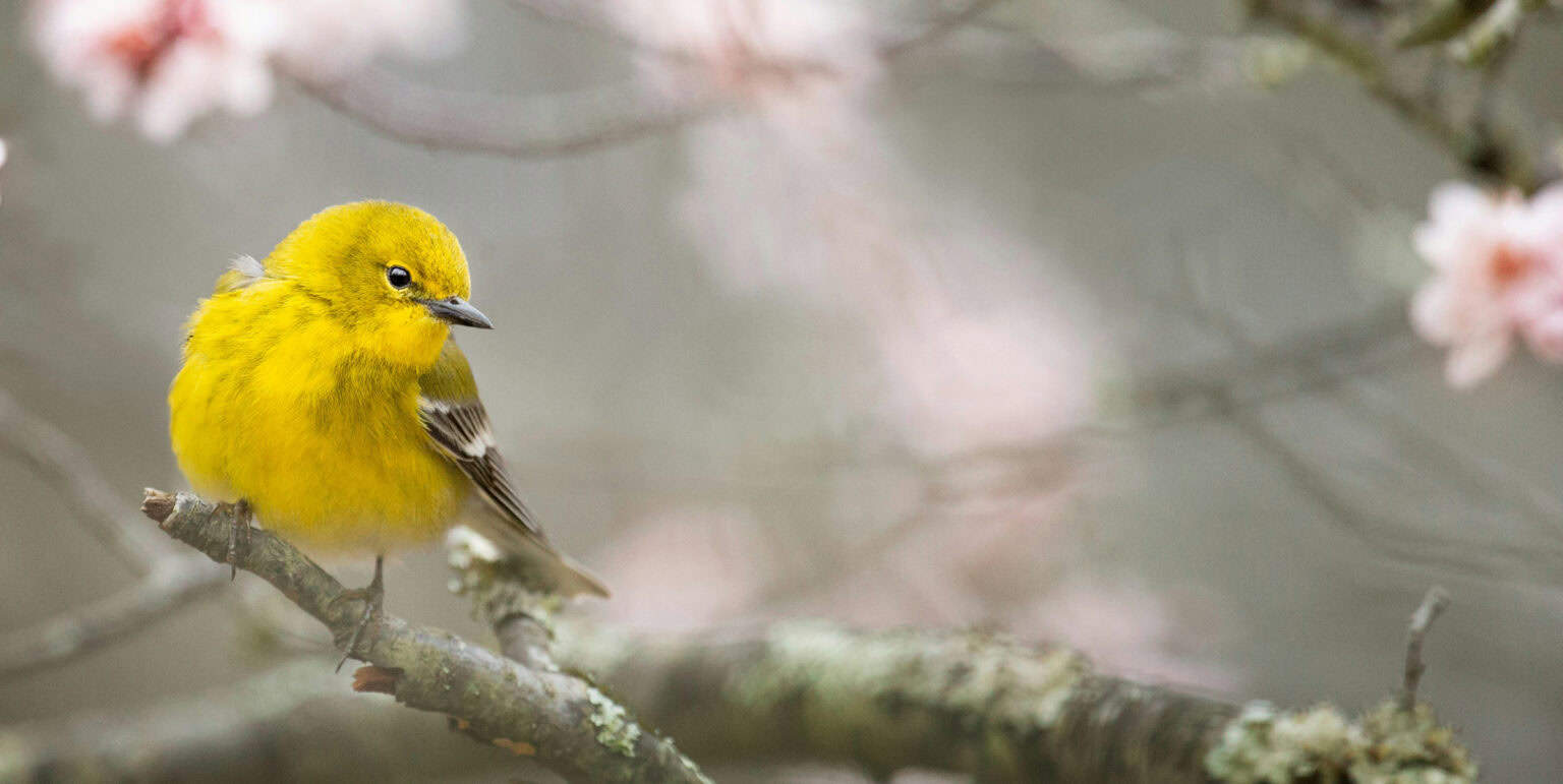 BWD magazine – Birds | Wonder | Delight