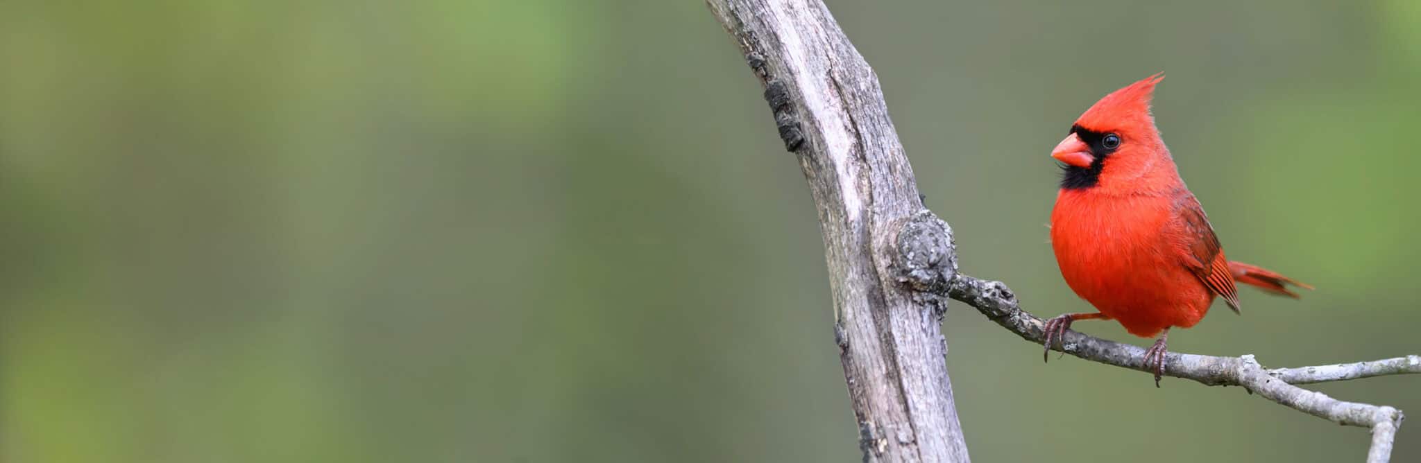 Backyard Birding – BWD magazine